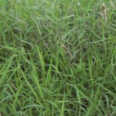 Buy Grass Seed Mixes - Indigenous / Animal Pasture Seeds